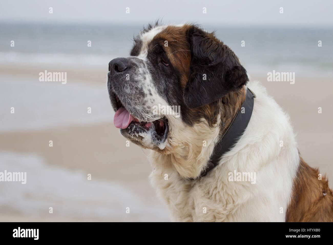 Saint Bernard Portrait Stock Photo - Alamy