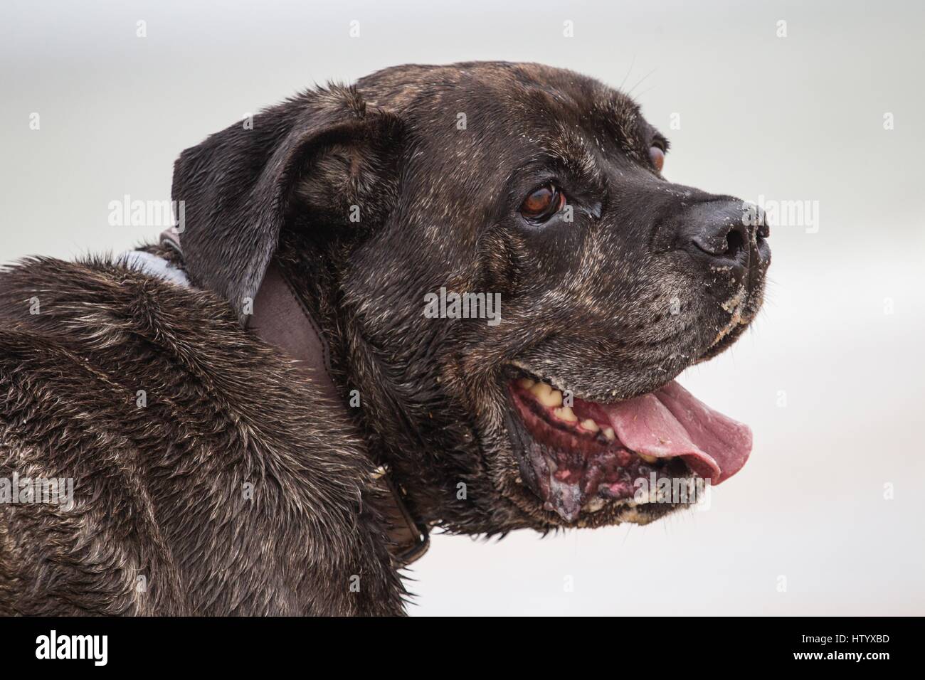 Cane Corso Portrait Stock Photo - Alamy