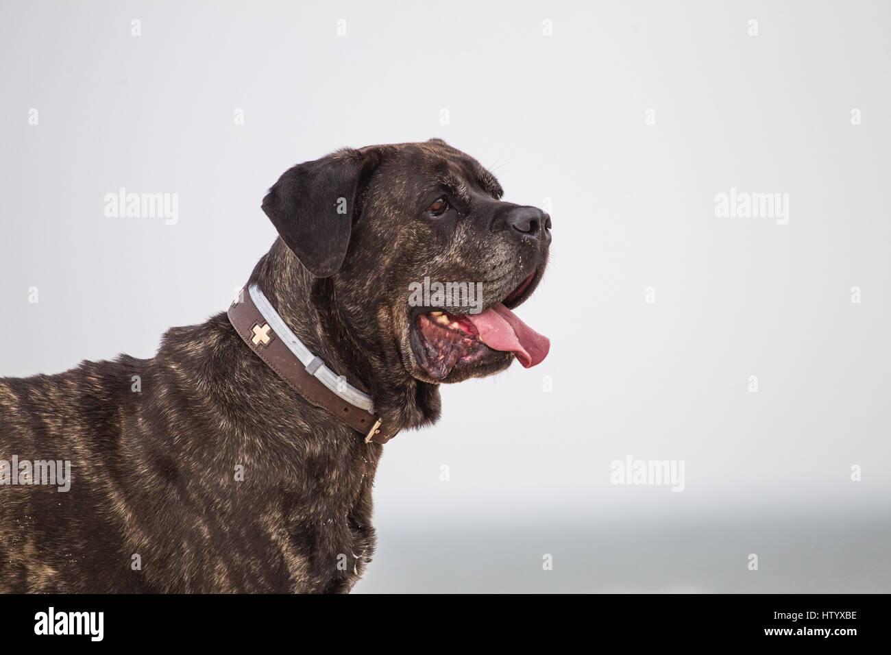 Cane Corso Portrait Stock Photo - Alamy