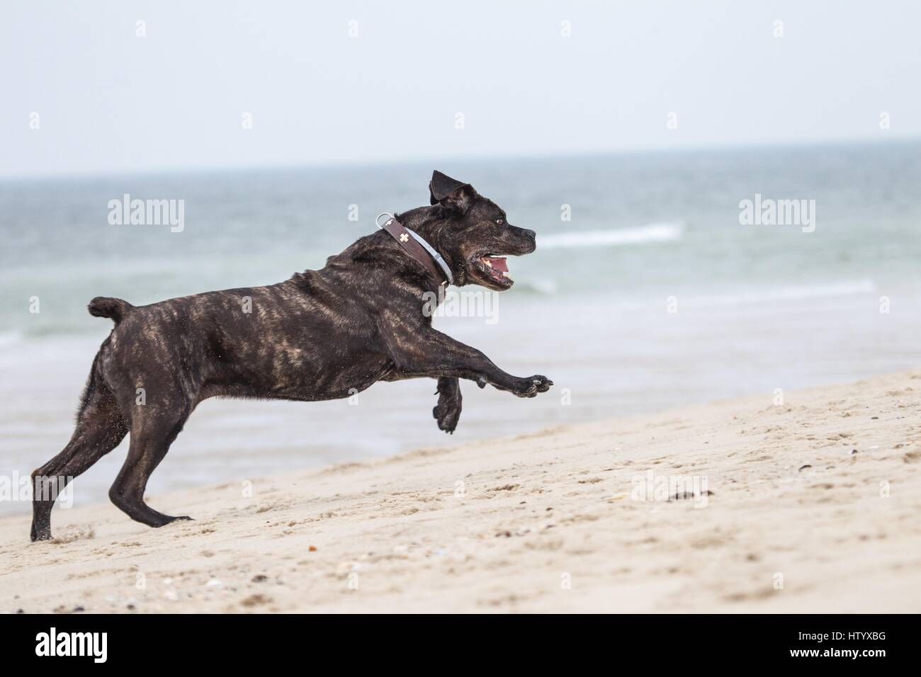 running Cane Corso Stock Photo - Alamy