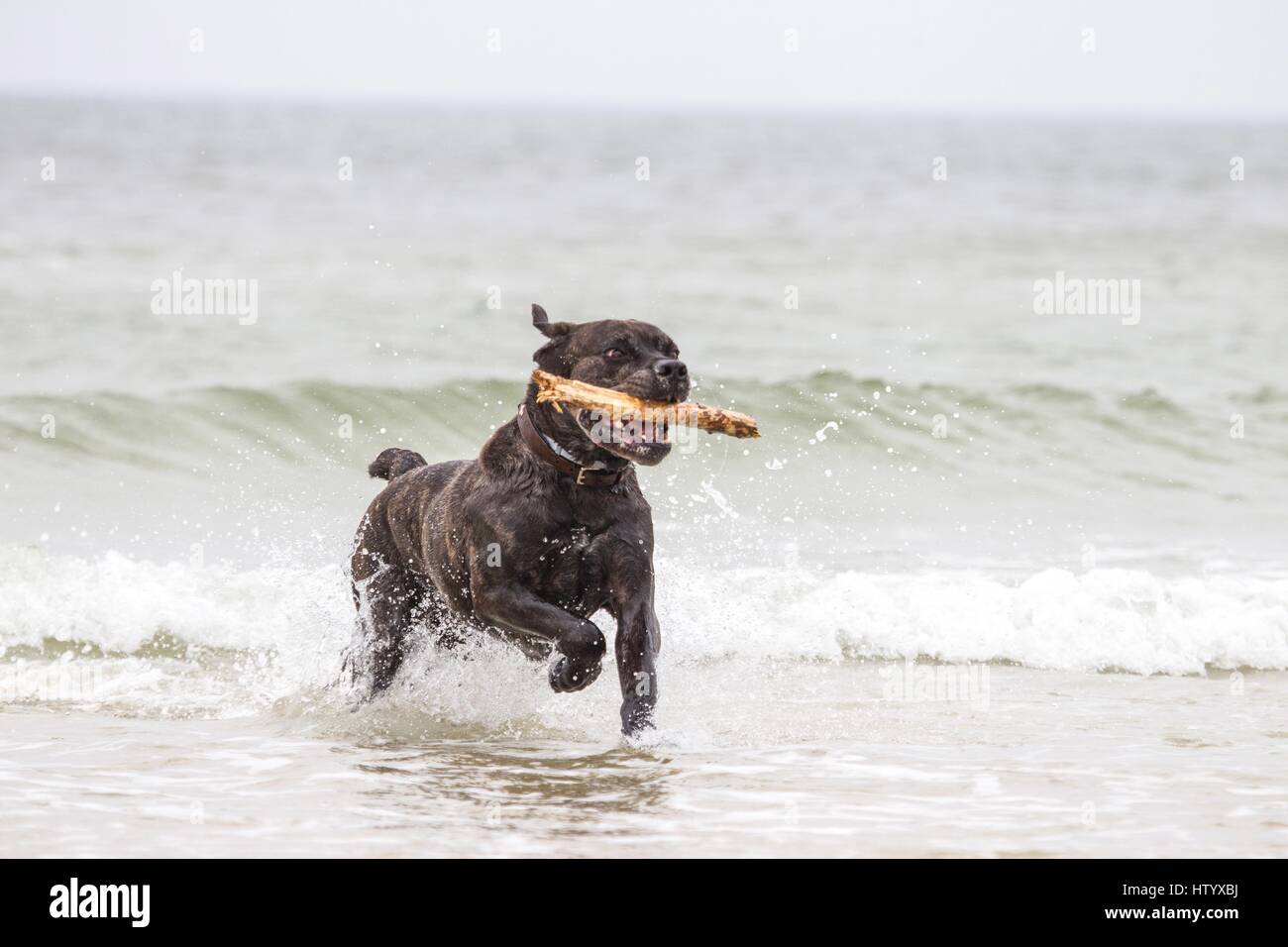 playing Cane Corso Stock Photo - Alamy