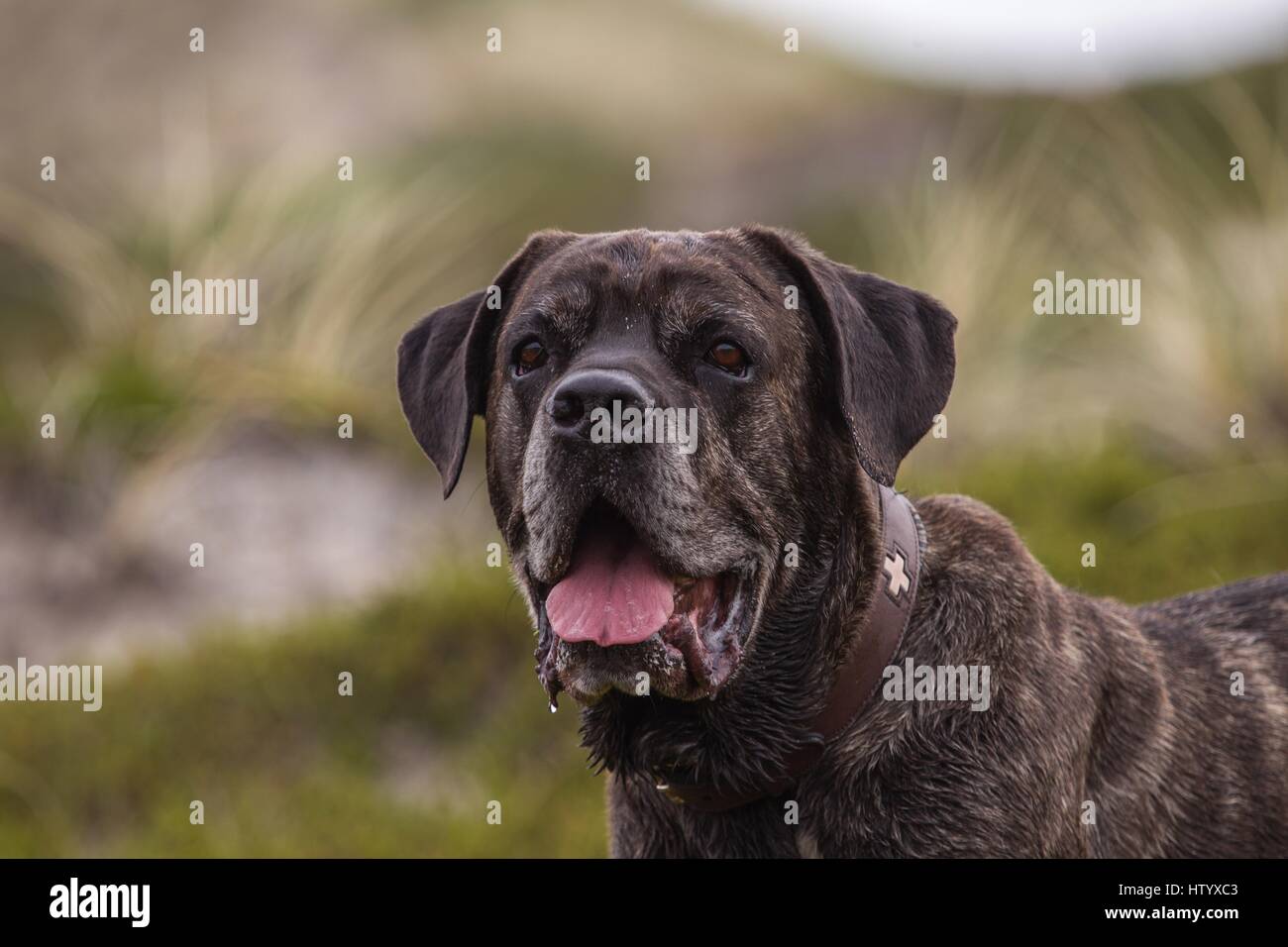 Cane Corso Portrait Stock Photo - Alamy