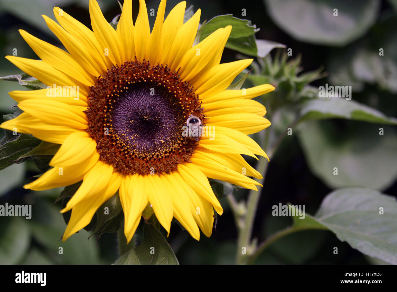 Large single sunflower hi-res stock photography and images - Alamy