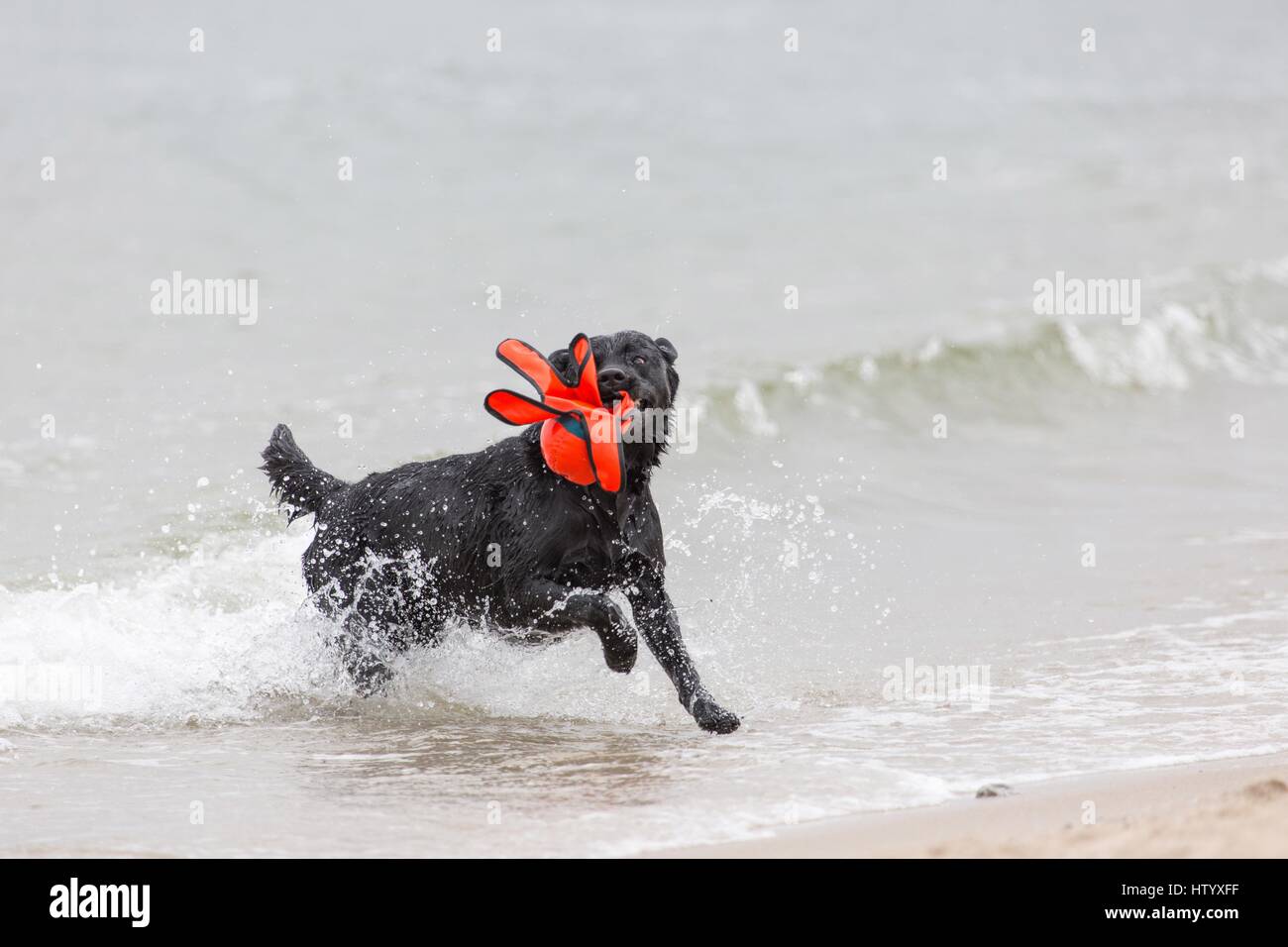 playing Labrador Retriever Stock Photo - Alamy
