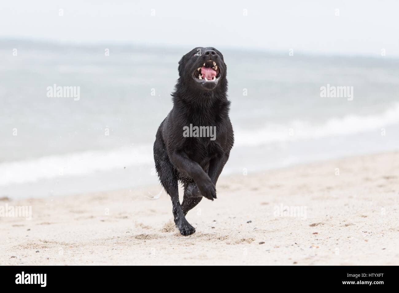 running Labrador Retriever Stock Photo - Alamy