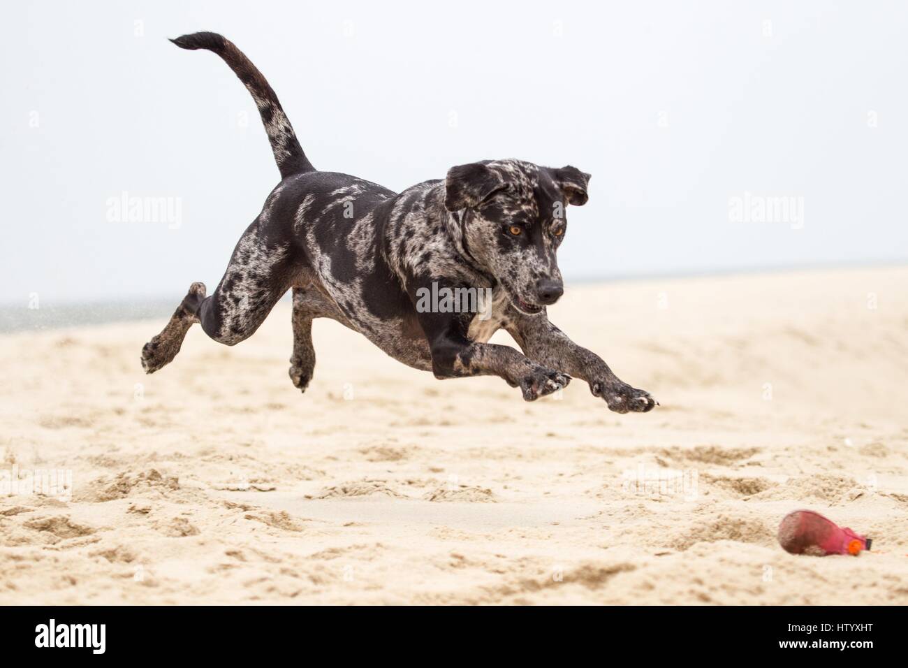 playing Louisiana Catahoula Leopard Dog Stock Photo - Alamy