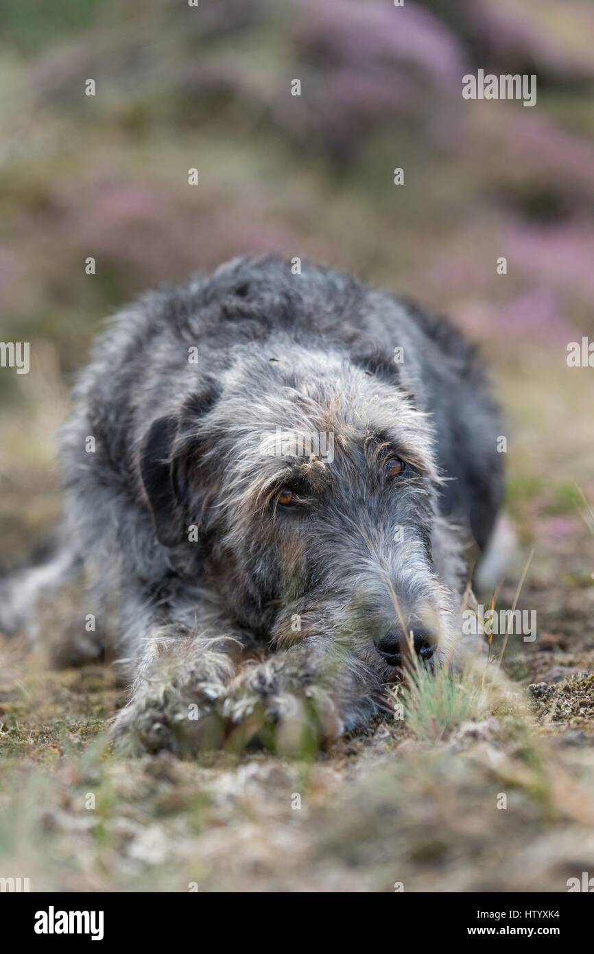Irish wolfhound resting hi-res stock photography and images - Alamy