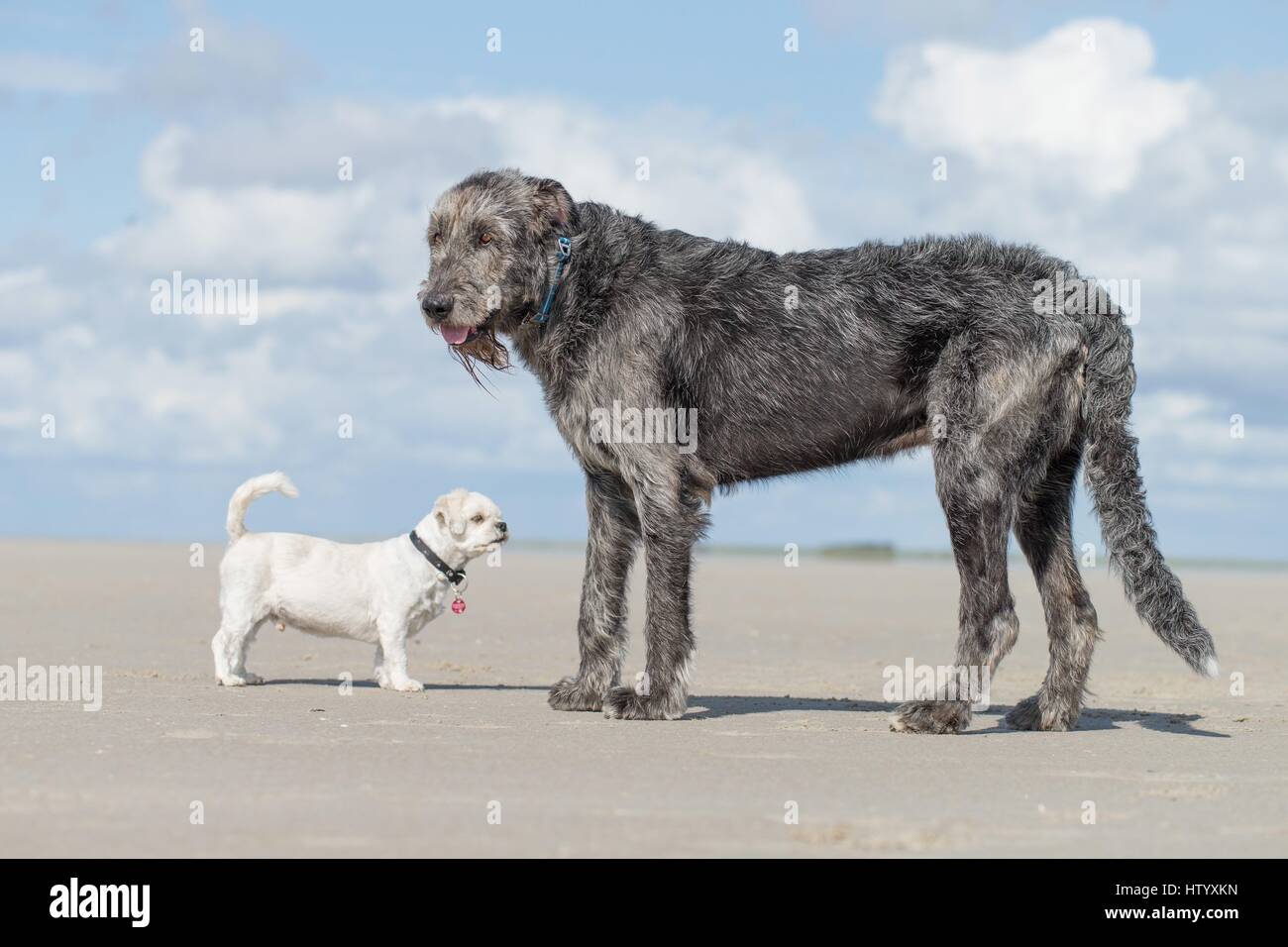 Large and small dogs hi-res stock photography and images - Alamy