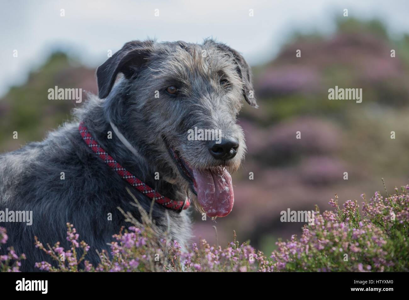 Irish Wolfhound Portrait Stock Photo - Alamy
