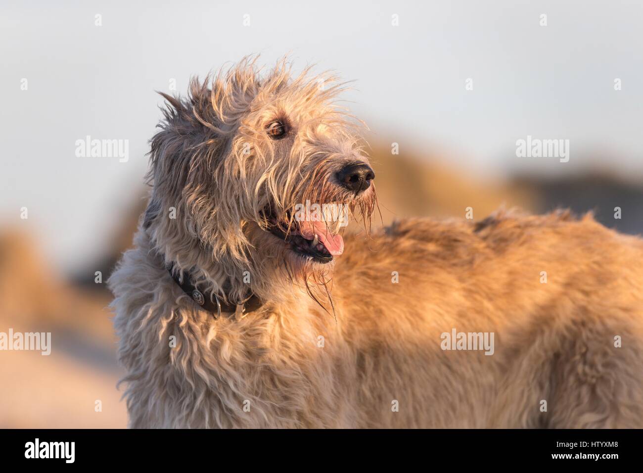 Irish Wolfhound Portrait Stock Photo - Alamy