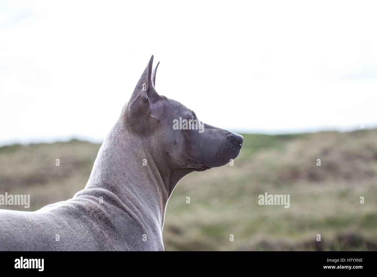 Thai Ridgeback Portrait Stock Photo - Alamy