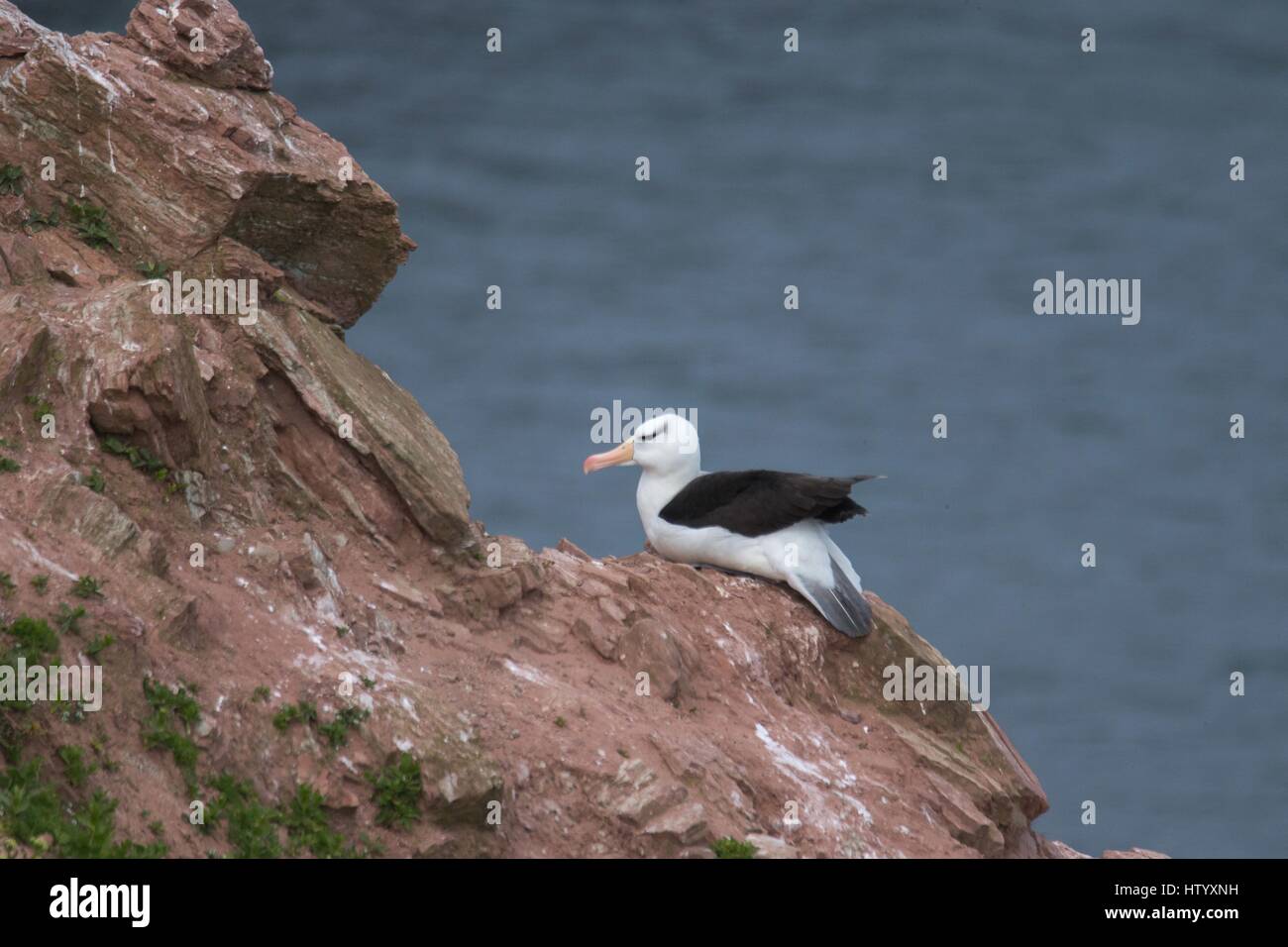 Albatross side profile hi-res stock photography and images - Alamy