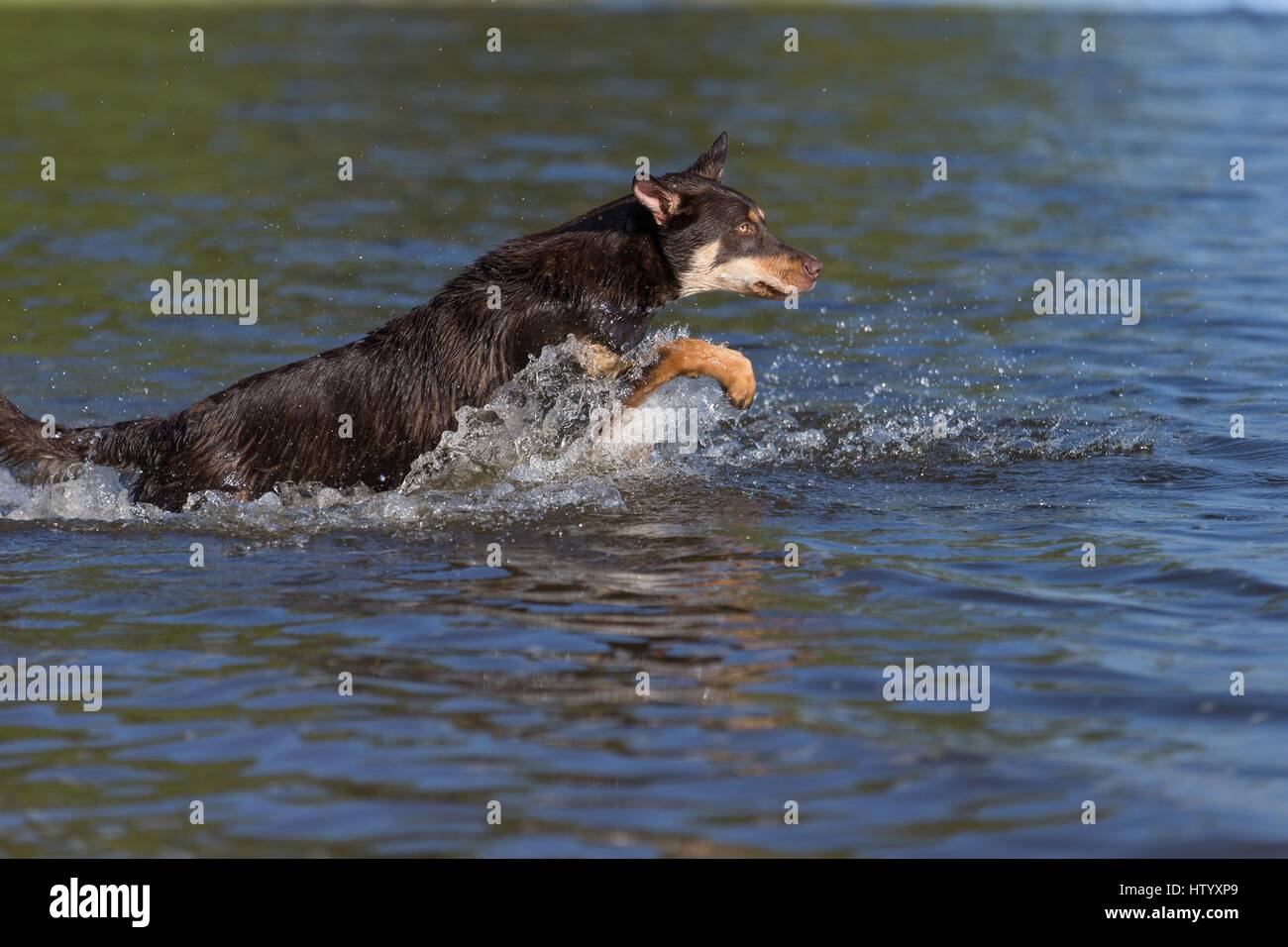 running Working Kelpie Stock Photo - Alamy