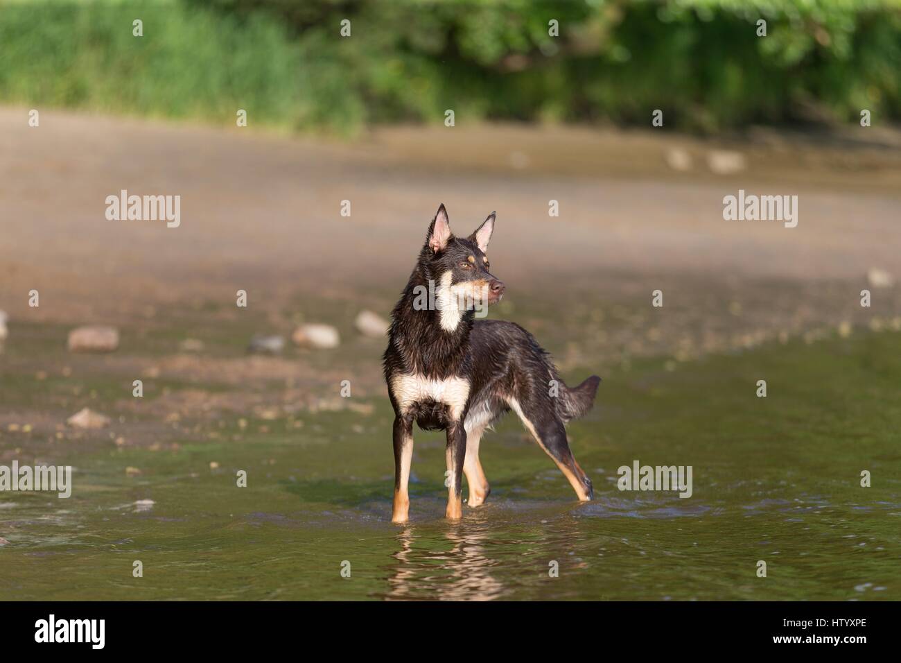 bathing Working Kelpie Stock Photo - Alamy