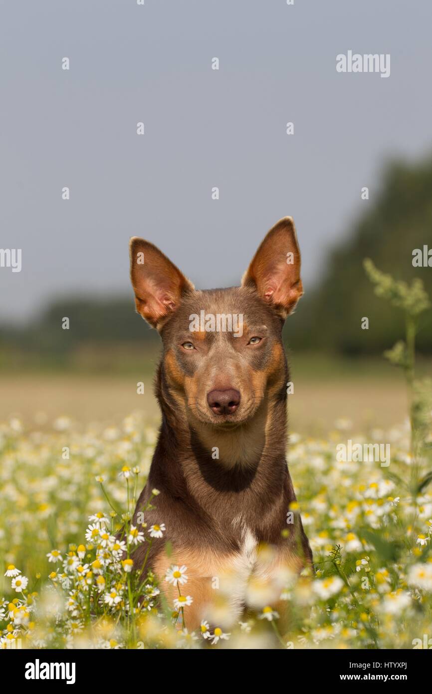 Working Kelpie Portrait Stock Photo - Alamy