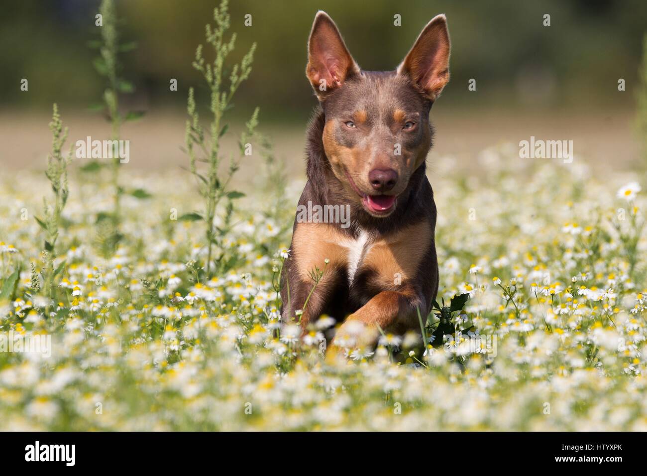 Working Kelpie Portrait Stock Photo - Alamy
