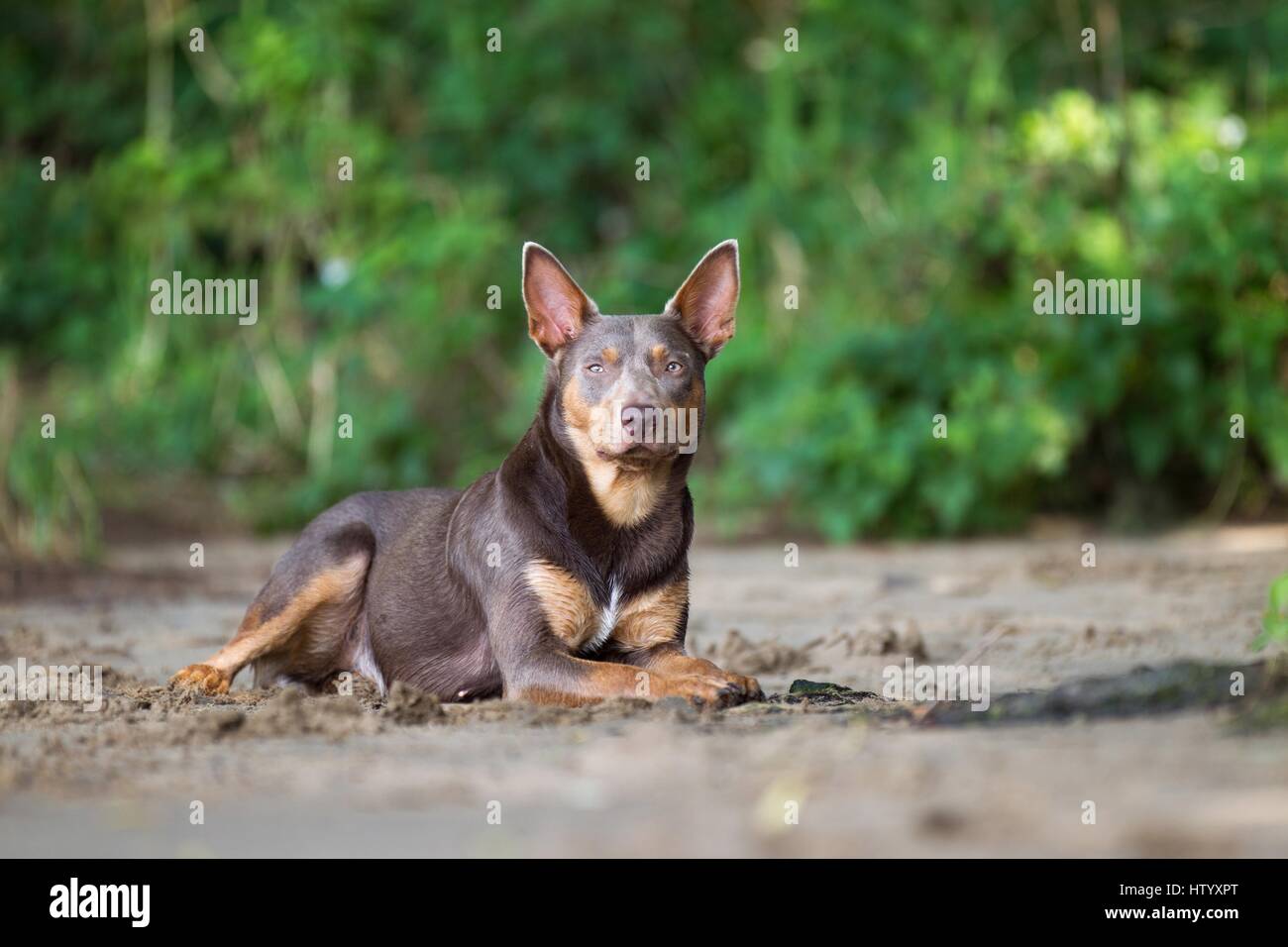 lying Working Kelpie Stock Photo - Alamy