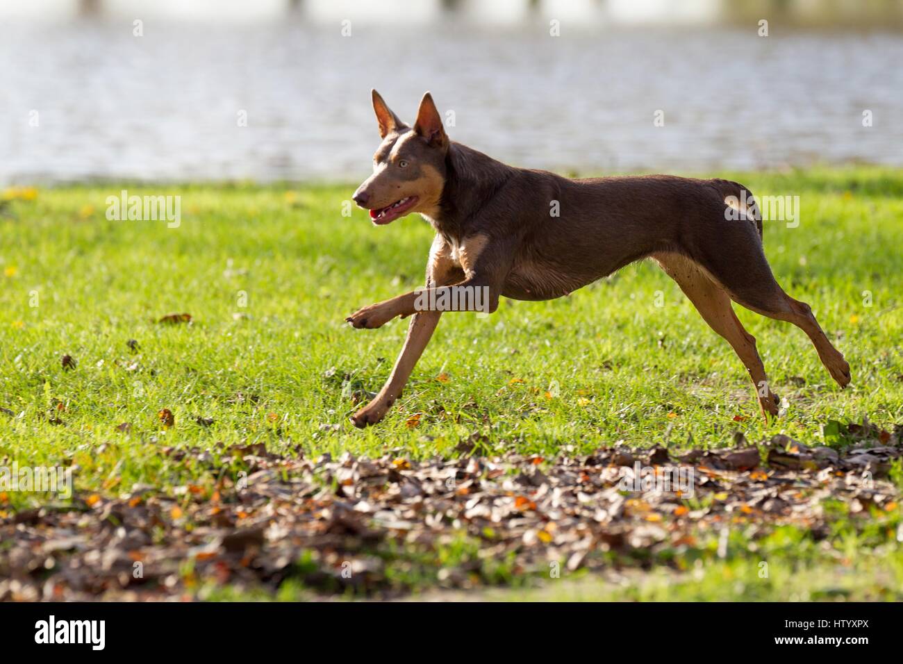 running Working Kelpie Stock Photo - Alamy