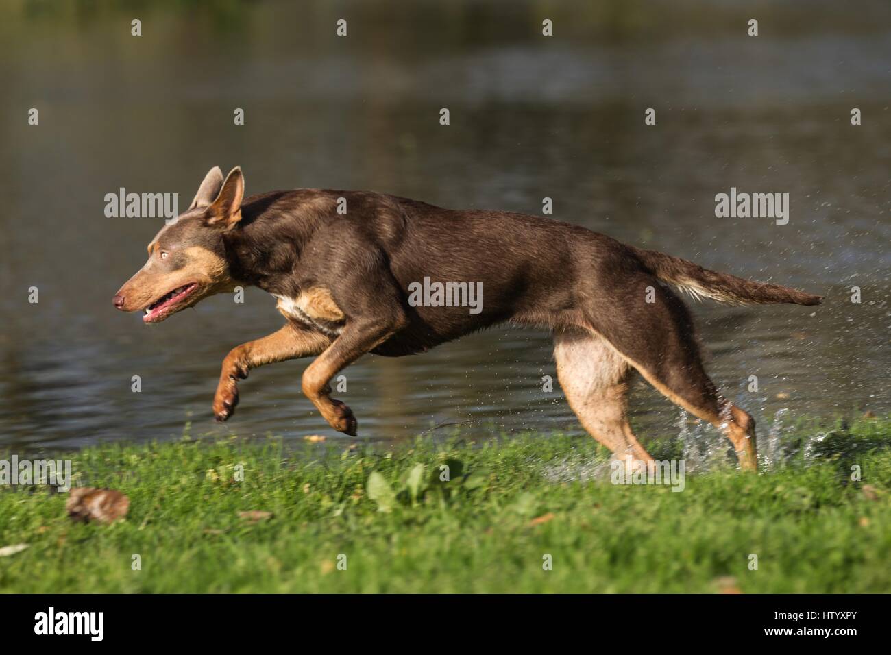 running Working Kelpie Stock Photo - Alamy