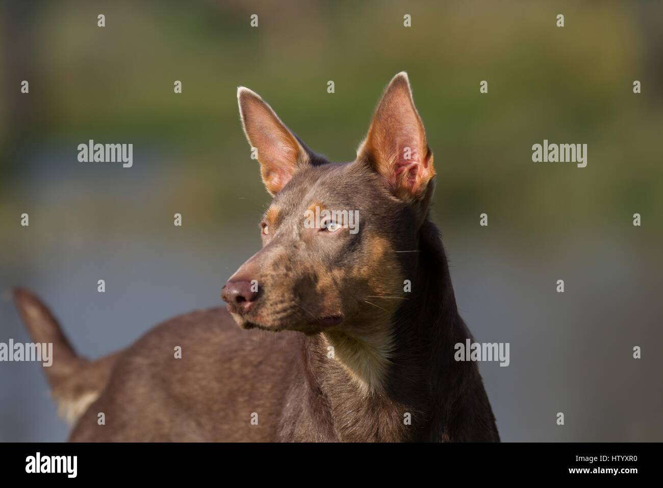 Working Kelpie Portrait Stock Photo - Alamy