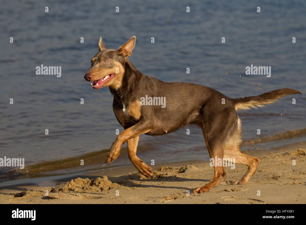 running Working Kelpie Stock Photo - Alamy