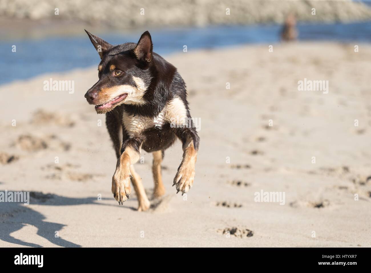 running Working Kelpie Stock Photo - Alamy