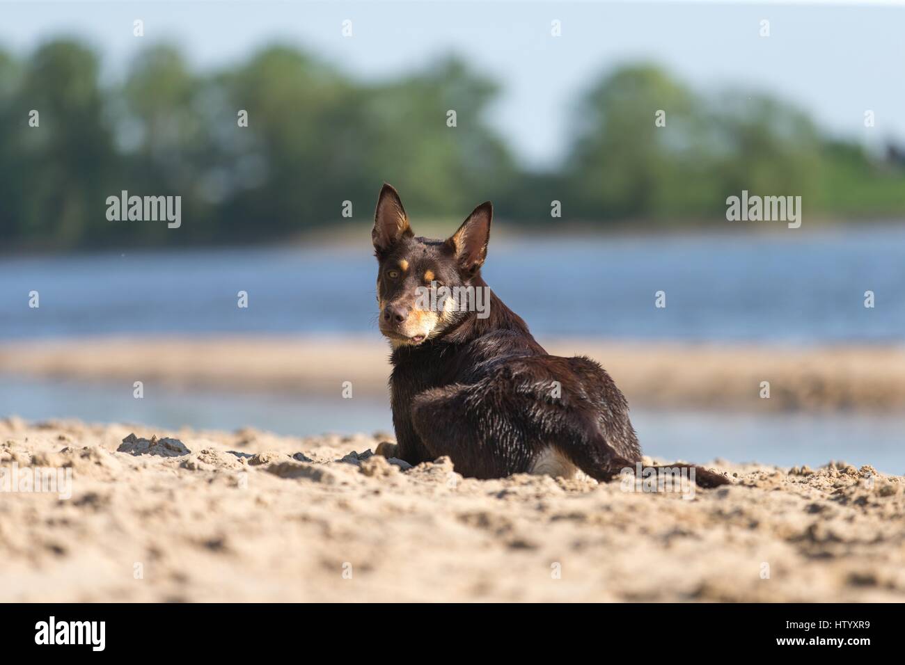lying Working Kelpie Stock Photo - Alamy