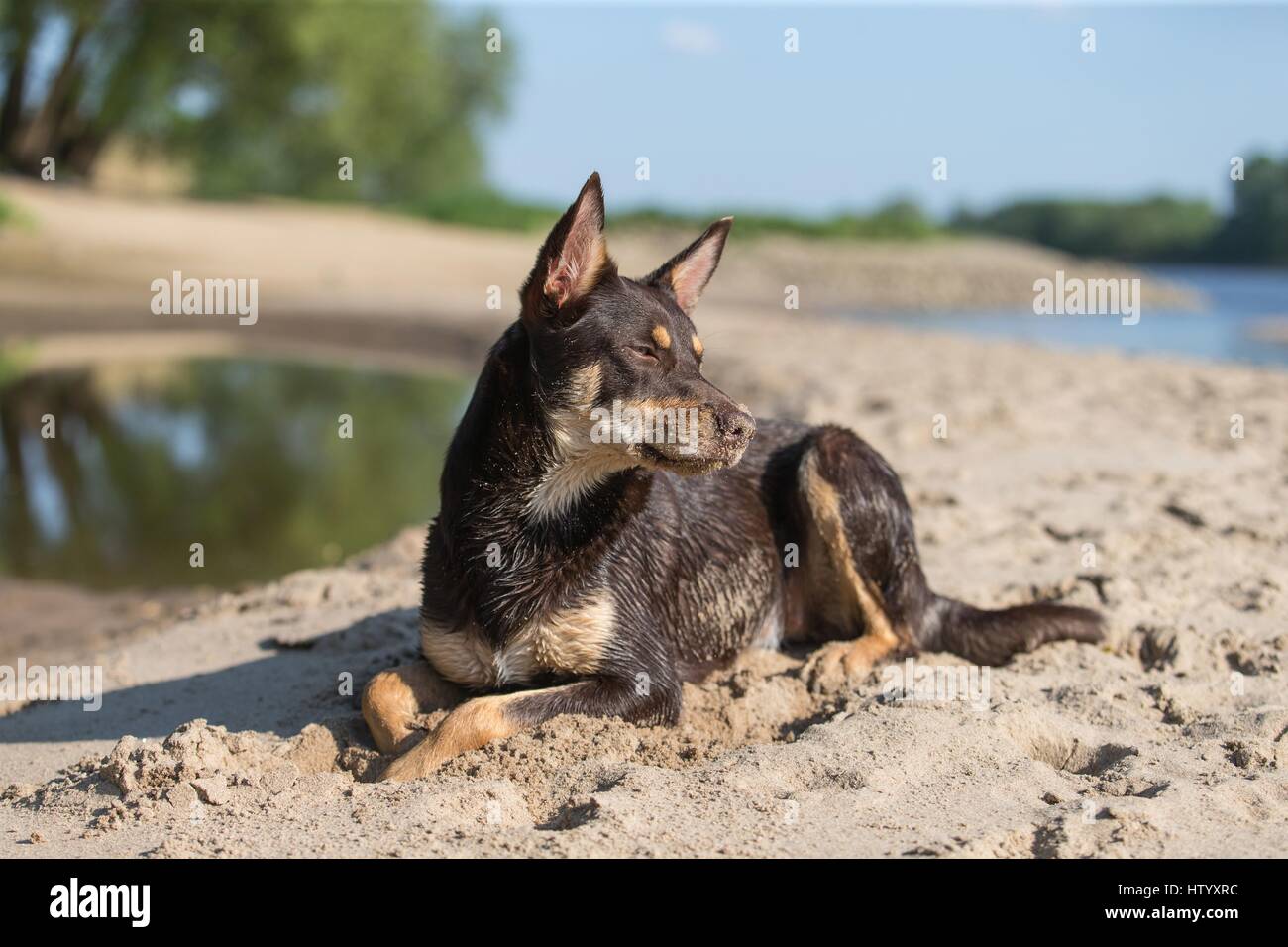 lying Working Kelpie Stock Photo - Alamy