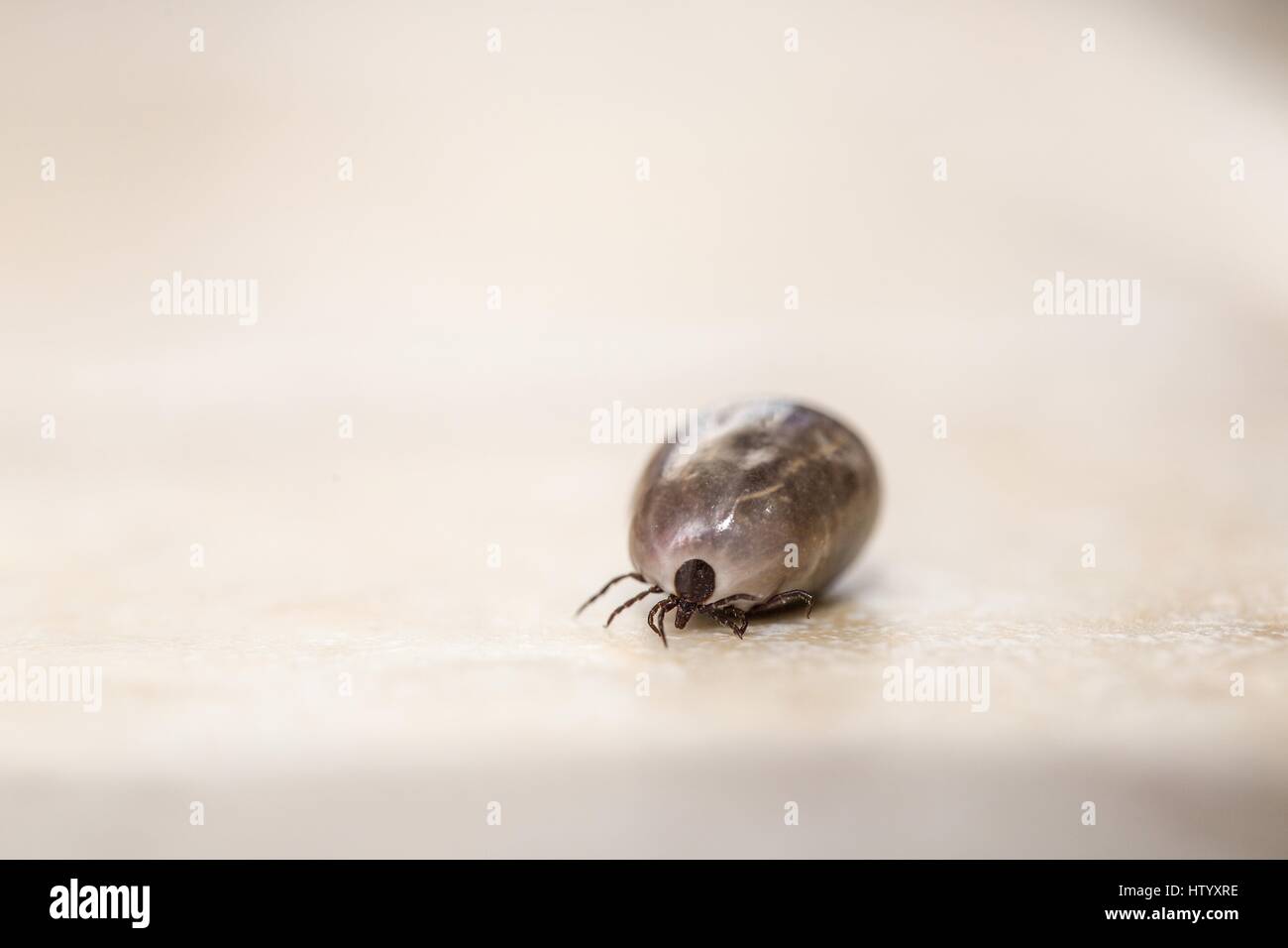 Tick grey hi-res stock photography and images - Alamy