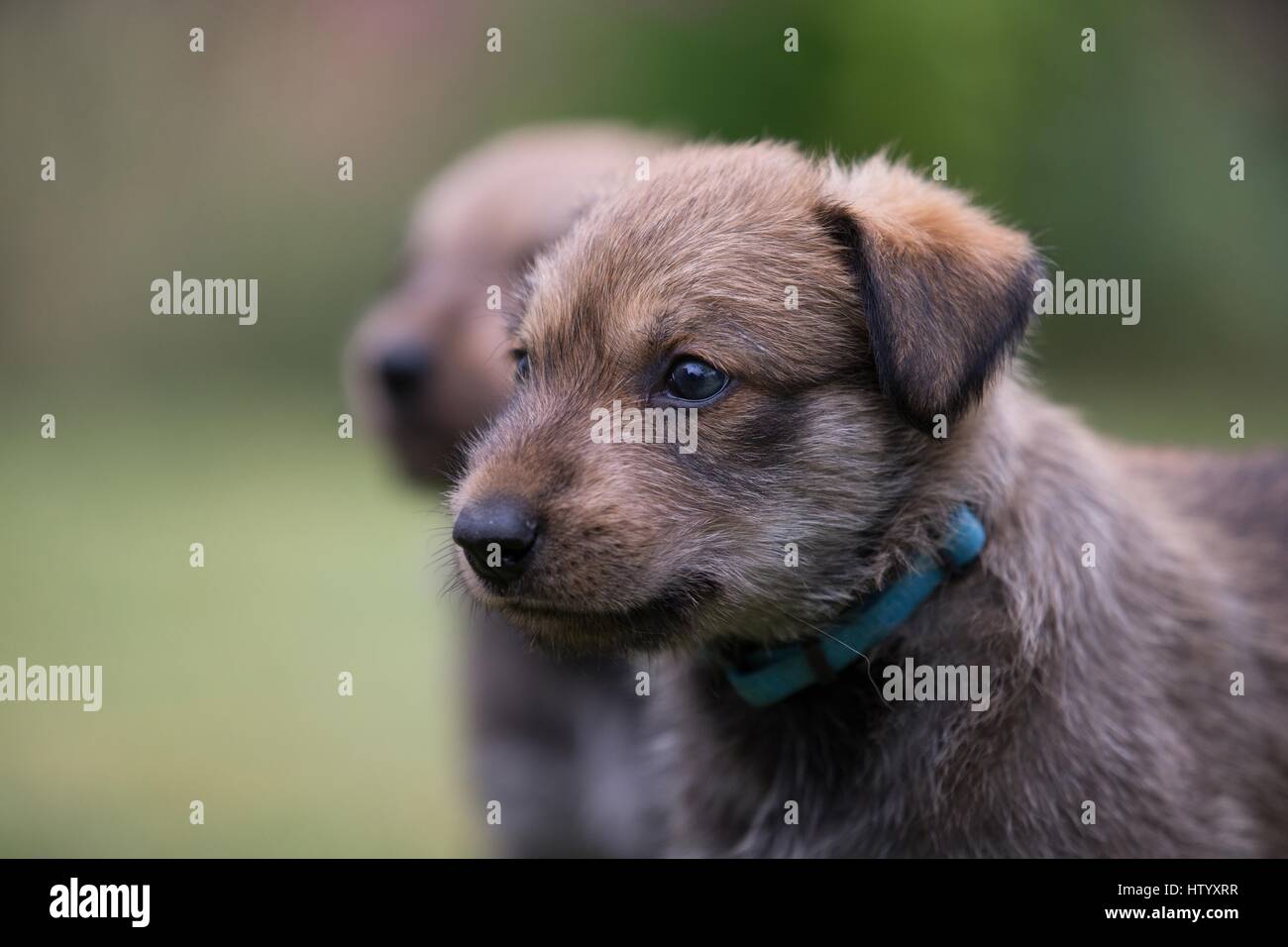 Berger Picard Dog Puppies Stock Photo - Alamy