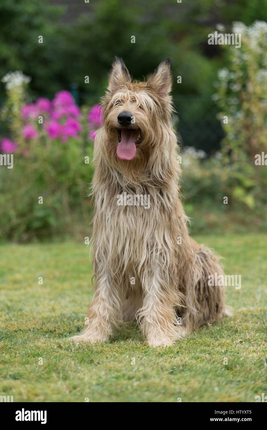 sitting Berger Picard Dog Stock Photo - Alamy
