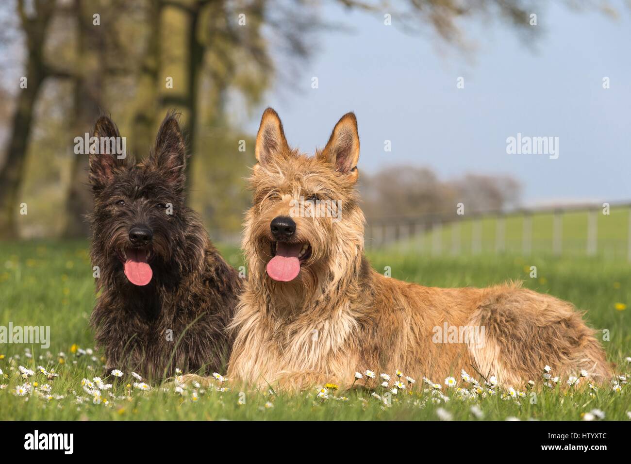 2 Berger Picard Dogs Stock Photo - Alamy