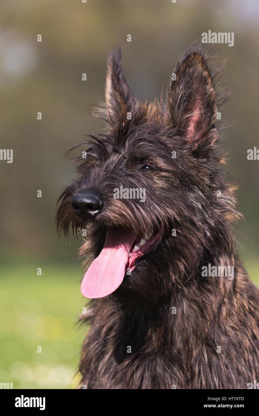Berger Picard Dog Portrait Stock Photo - Alamy