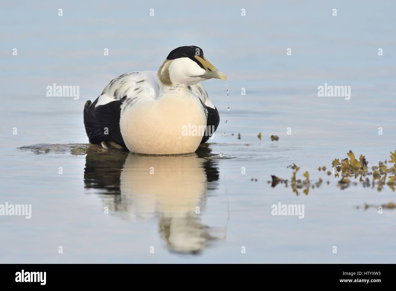 common eider duck Stock Photo - Alamy