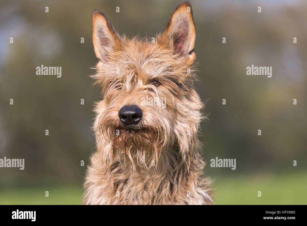 Berger Picard Dog Portrait Stock Photo - Alamy