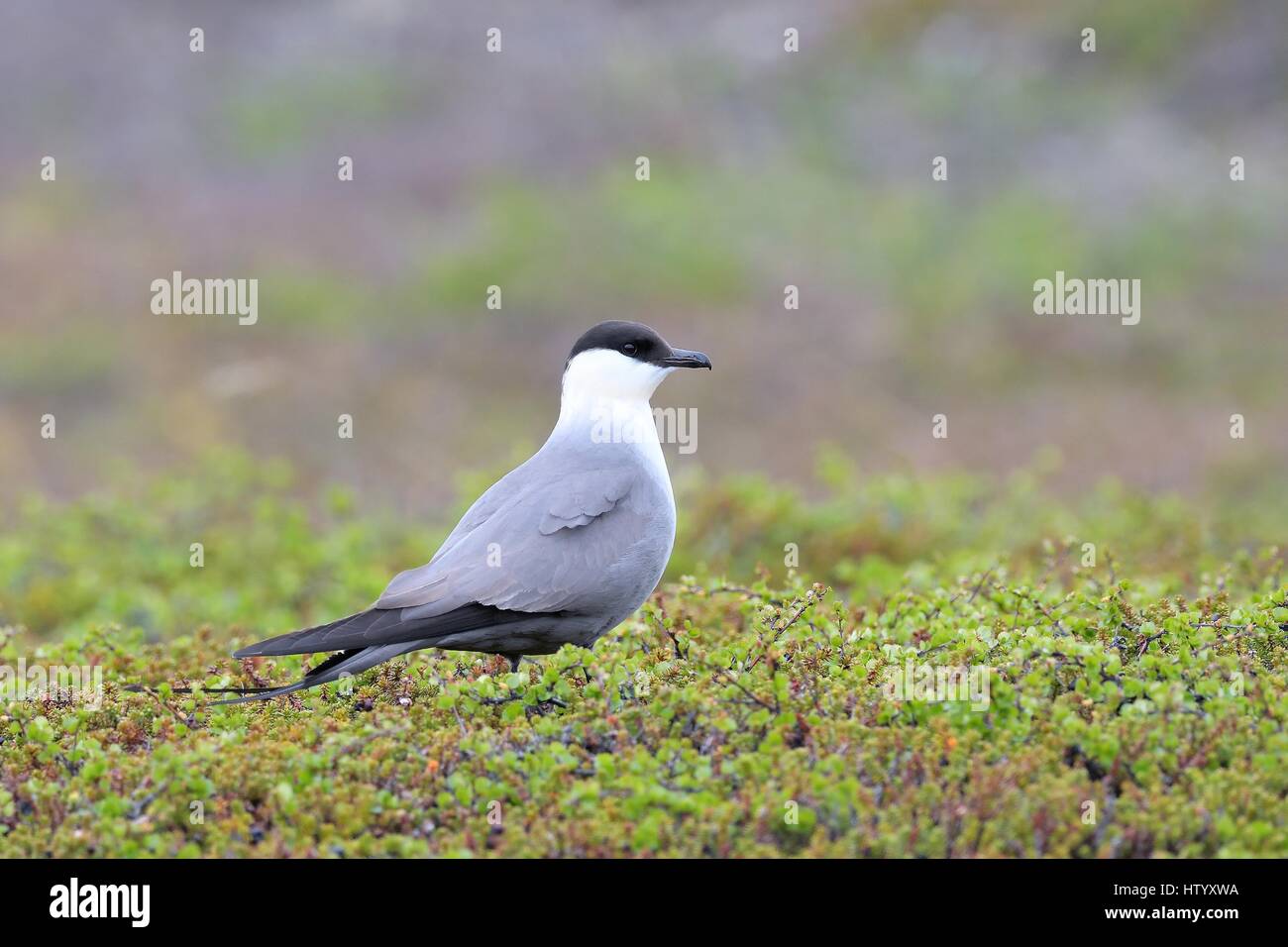 Long tailed jaegers hi-res stock photography and images - Alamy