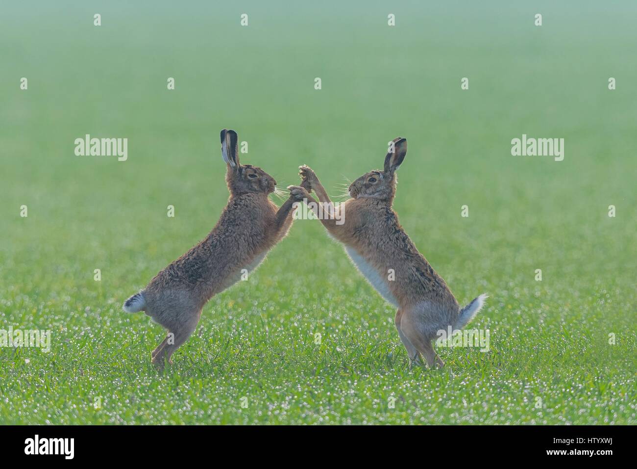 Funny brown hares european lepus hi-res stock photography and images ...