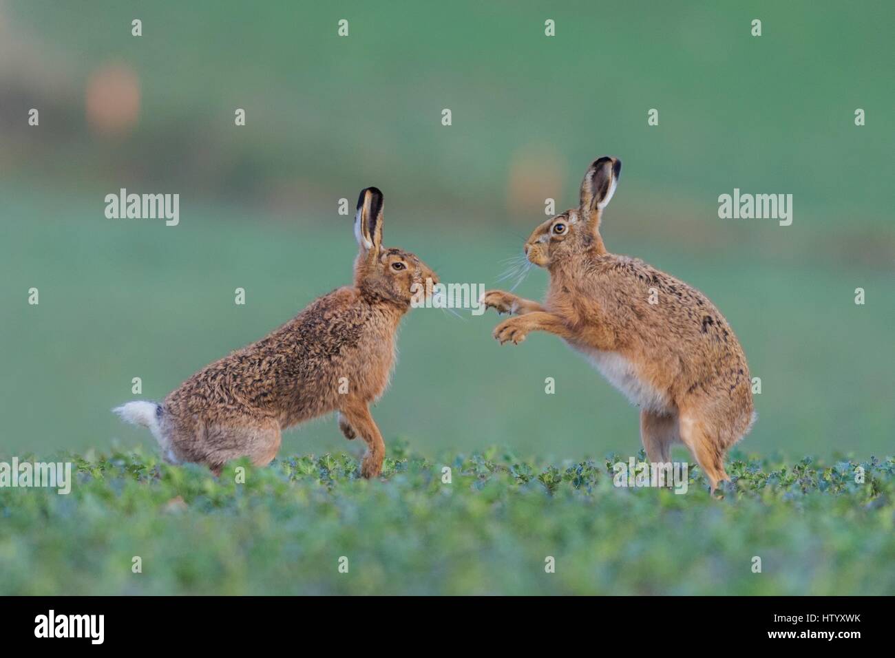 Two european hares fighting lepus hi-res stock photography and images ...