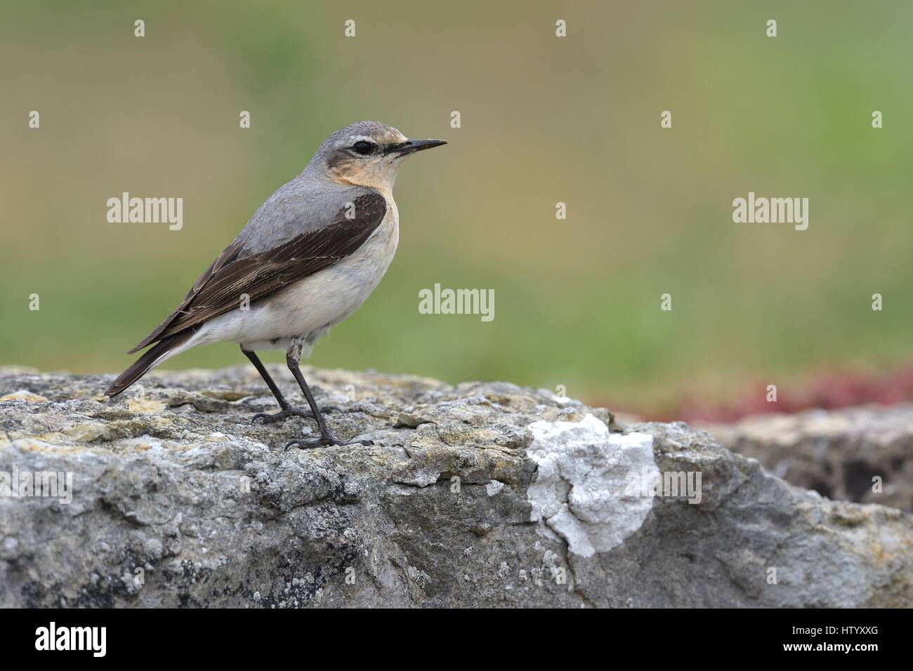 Adult greenland wheatear hi-res stock photography and images - Alamy