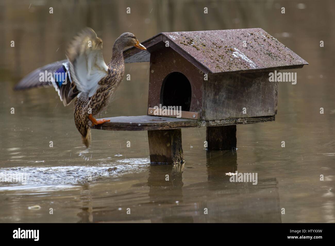 Nesting mallards hi-res stock photography and images - Alamy