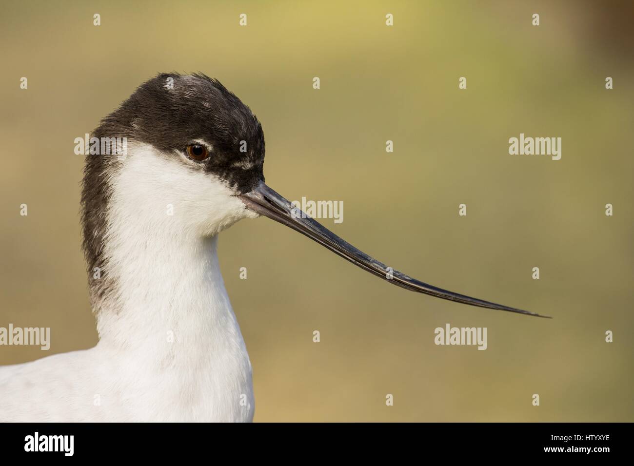 Portrait format avocet hi-res stock photography and images - Alamy