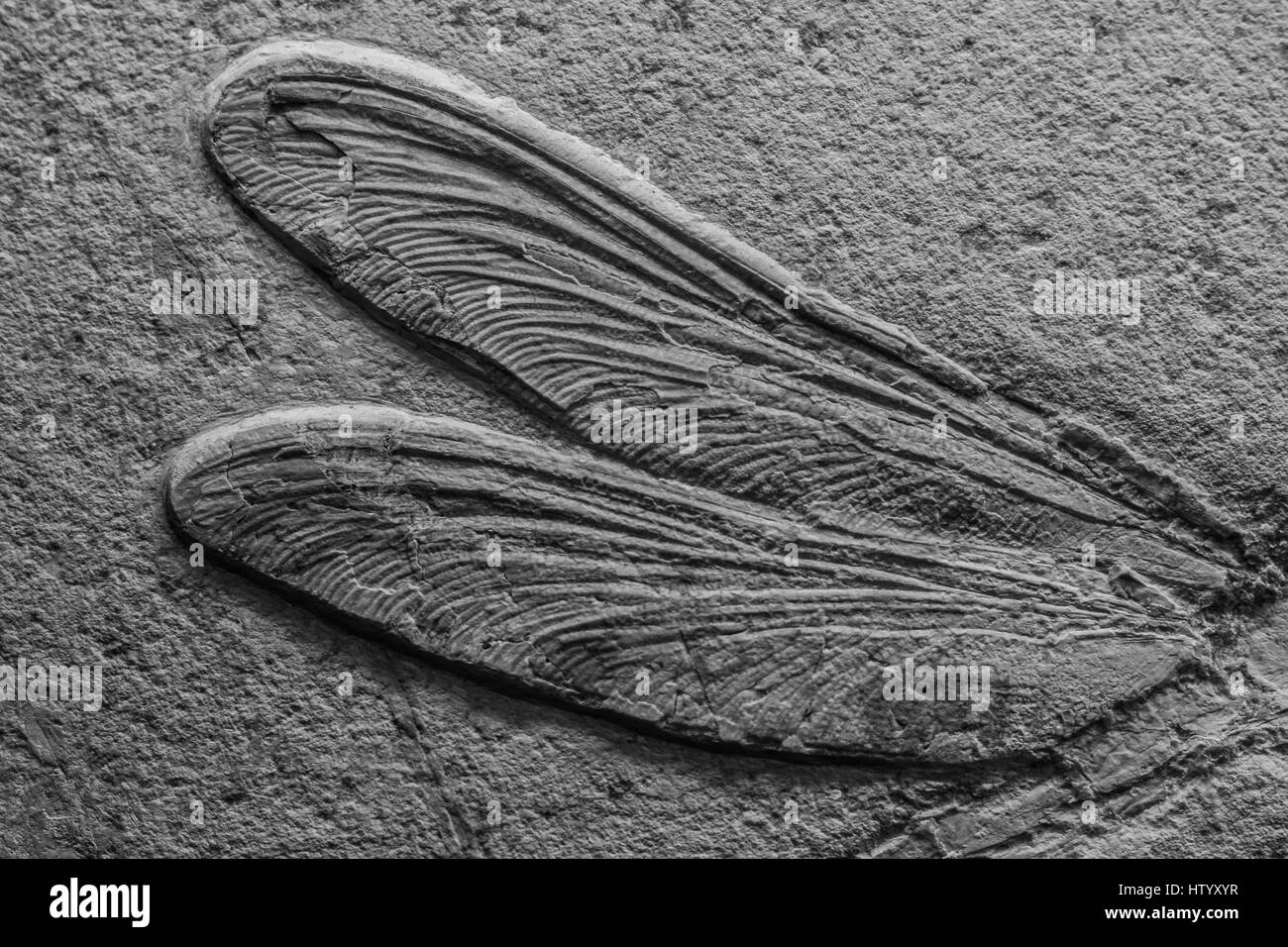 Fossil dragonfly hi-res stock photography and images - Alamy