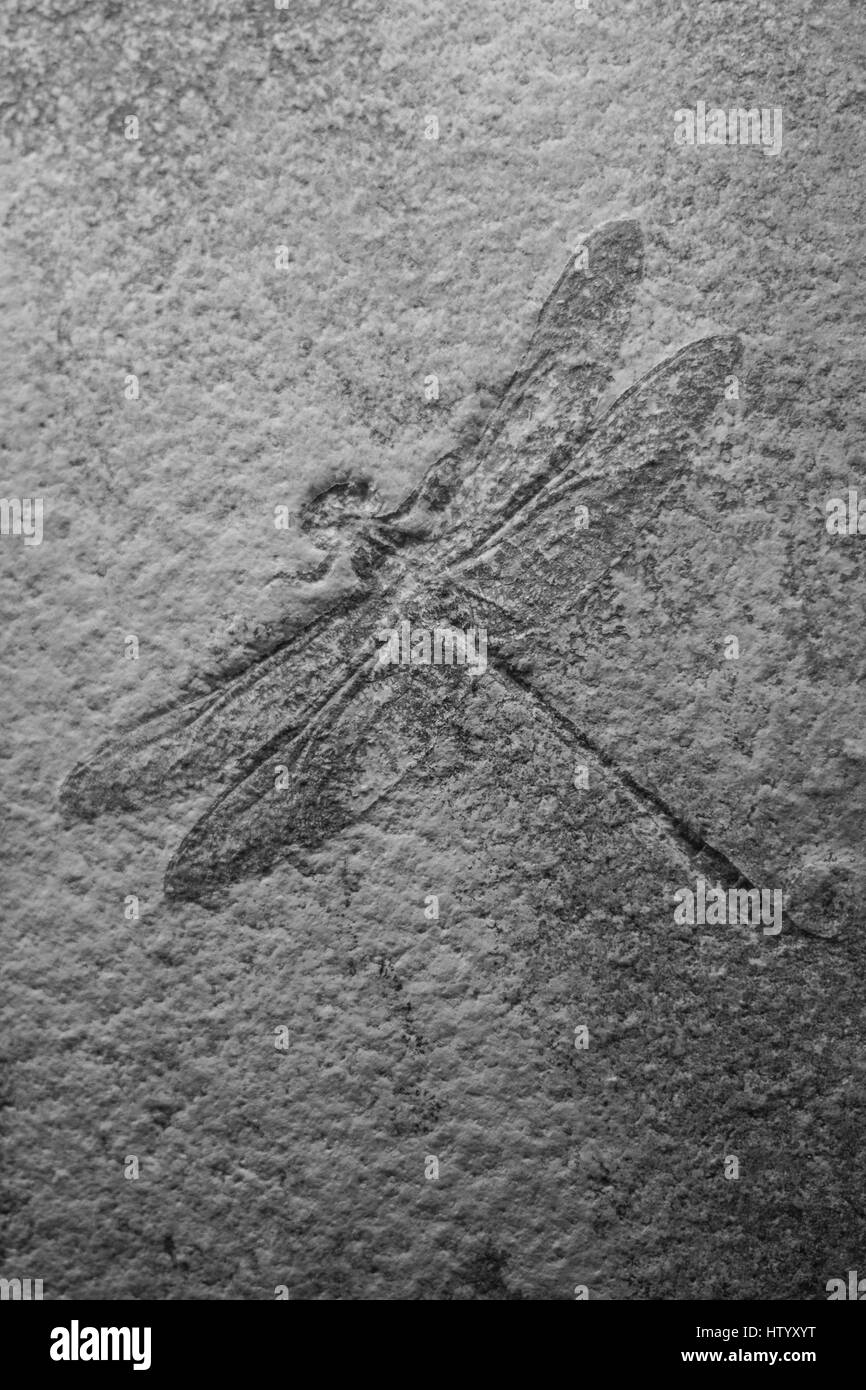 Fossilised insect hi-res stock photography and images - Alamy