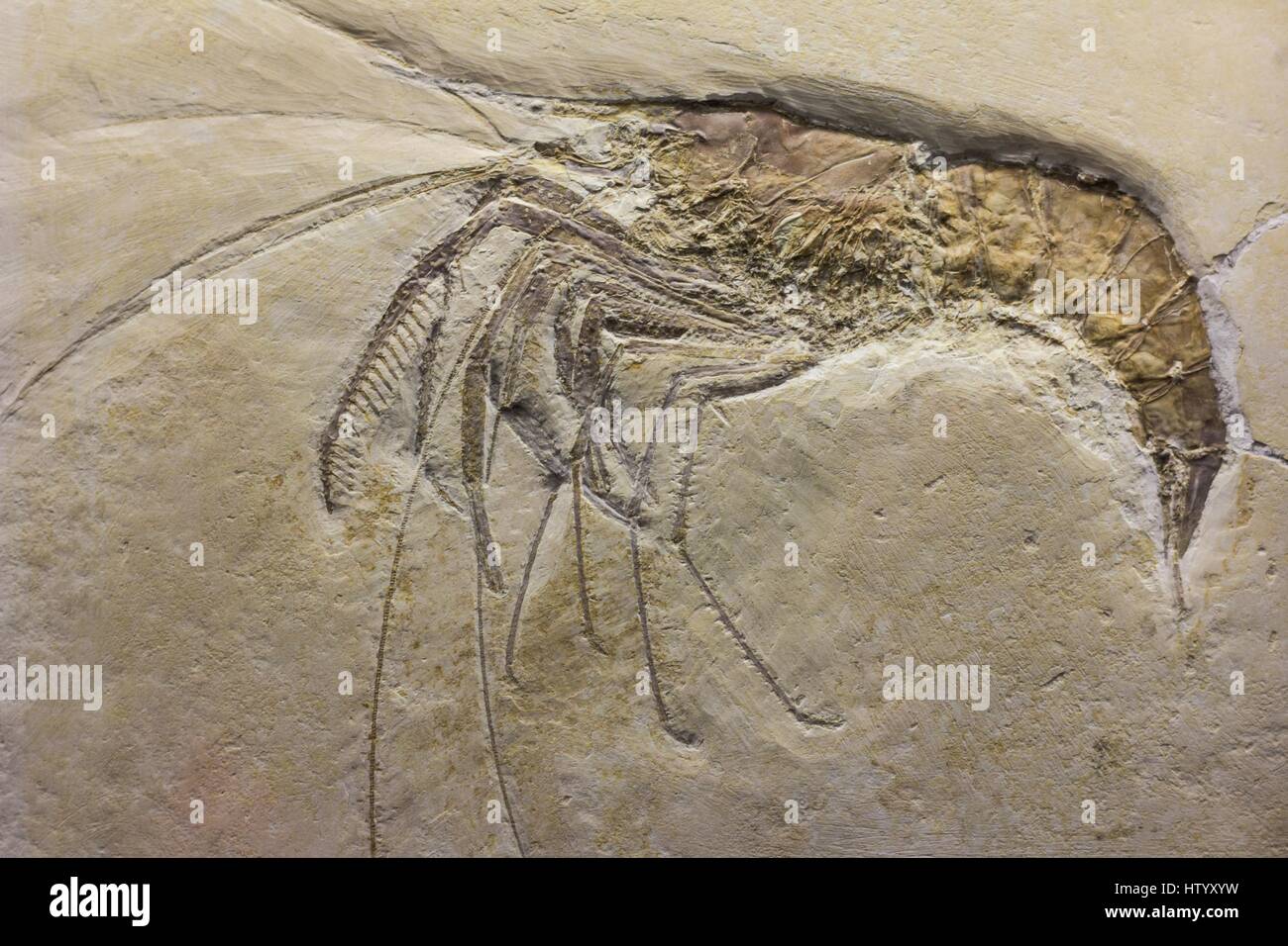 Petrified prawns hi-res stock photography and images - Alamy