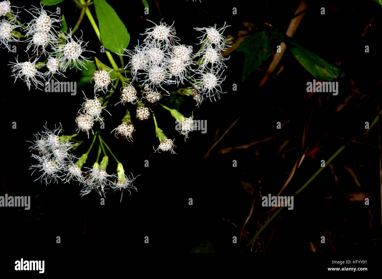 Karnataka flower field hi-res stock photography and images - Alamy