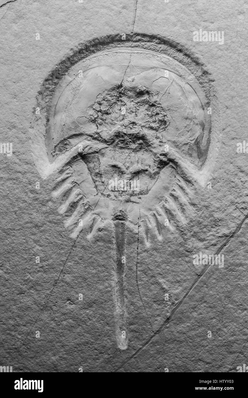 horseshoe crab fossil Stock Photo - Alamy