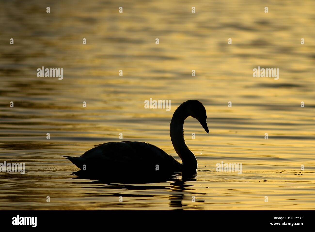 Silhouette single mute swan hi-res stock photography and images - Alamy