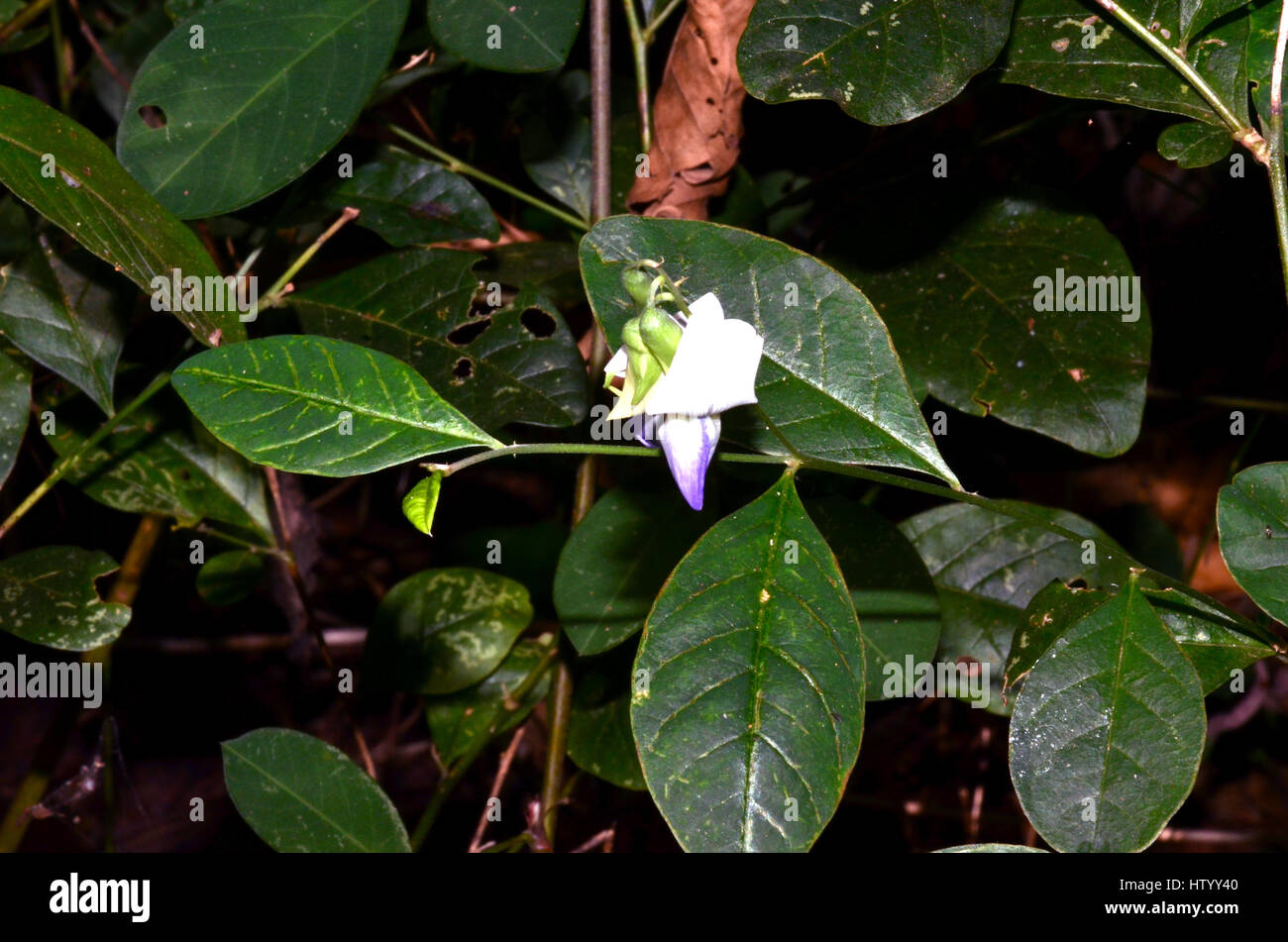 Karnataka flower field hi-res stock photography and images - Alamy