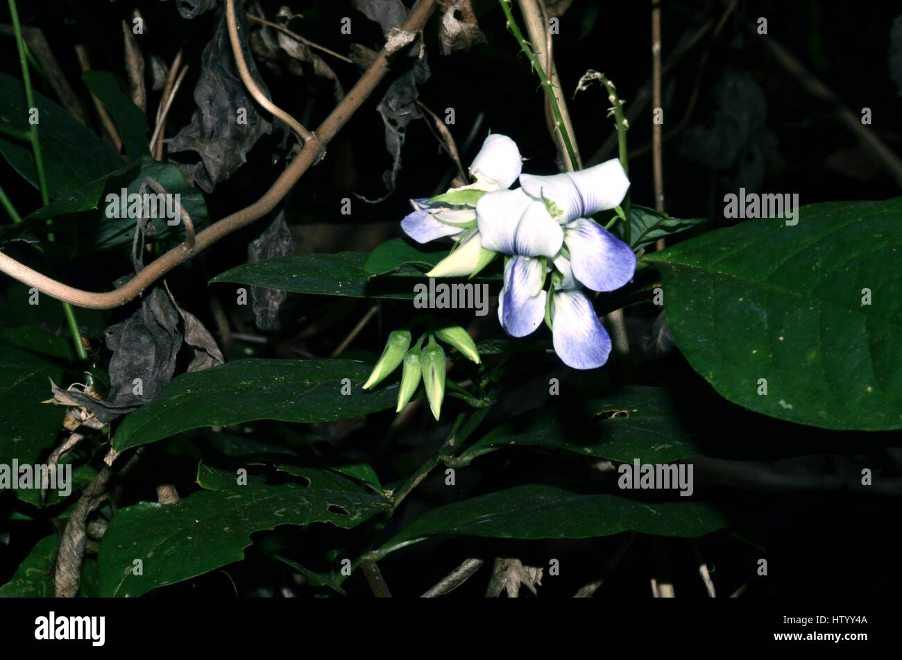 Karnataka flower field hi-res stock photography and images - Alamy