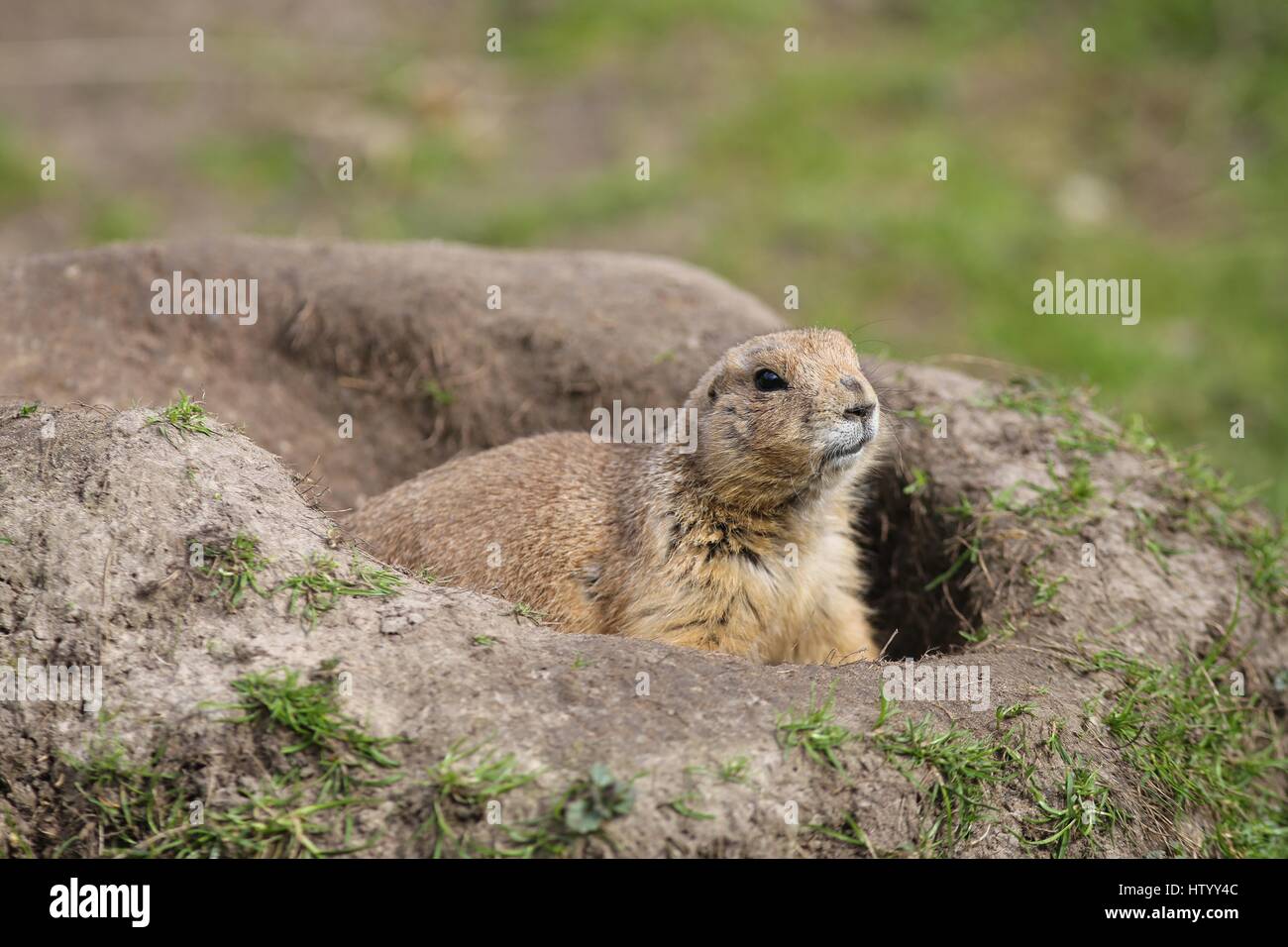 Prairie dog holes hi-res stock photography and images - Alamy
